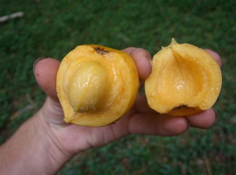 Khasiat Buah Asam Kandis Untuk Kesehatan