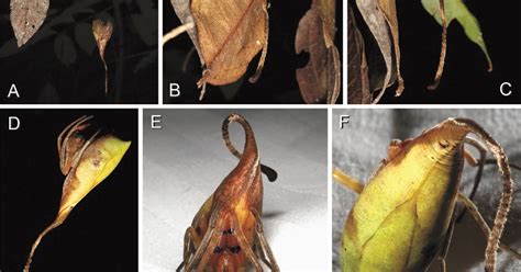 Sciency Thoughts Leaf Mimicking Spiders From China And Southeast Asia
