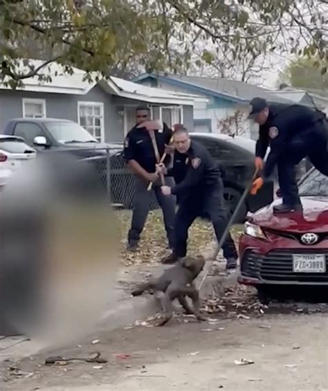 Dog Owners Sued In San Antonio Texas Mans Mauling Death