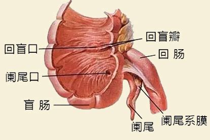 盲肠在哪里在身体的哪个位置 百度健康·医学科普