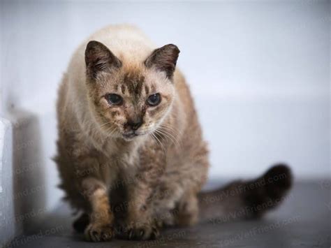 Why Is My Older Cat Losing Weight But Still Eating And What To Do Next