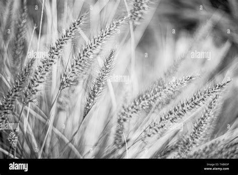 Pennisetum rubrum setaceum Schwarzweiß Stockfotos und bilder Alamy