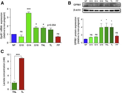 Lactate Produced During Labor Modulates Uterine Inflammation Via GPR81
