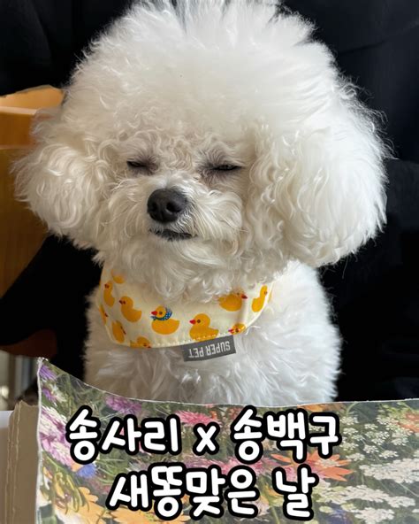 르소피합정 송백경 단발백선생 인생단발 교과서 강미나 단발 🔖 둥근얼굴형인줄 알았는데 아니였다 그런데 둥근 얼굴형일때가 있다 🔺긴머리와 단발이 얼굴형에 주는 영향 단발