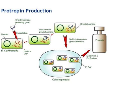 Recombinant DNA R DNA Technology PPTX