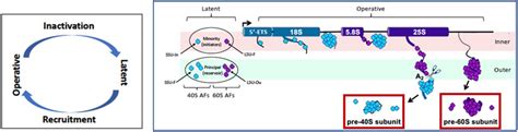 The Dual Nature Of The Nucleolus