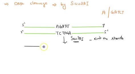 Solved Of 32 Restriction Digest Can Create Haelll Blunt Blunt