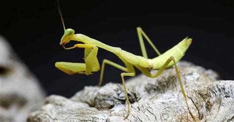 Do Praying Mantis Bring Good Luck Insects Authority