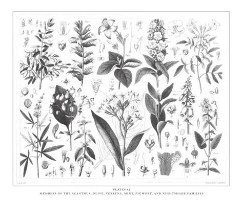 Fig Tree Roots Illustrations Royalty Free Vector Graphics And Clip Art