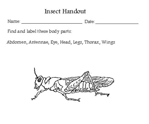 Class Insecta Characteristics