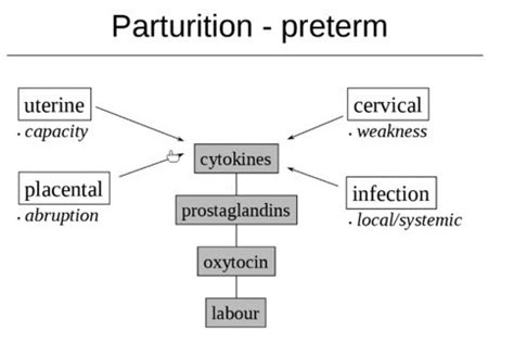 Lecture 3 Repro Parturition Flashcards Quizlet