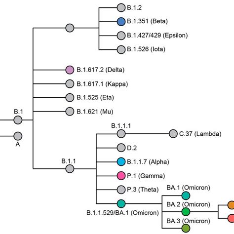 Phylogenetic Relationship Of Named Sars Cov 2 Variants Variants Of