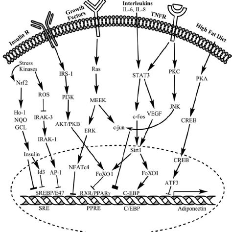 Adiponectin Exerts Its Action Through Its Receptors Adipor1 Adipor2