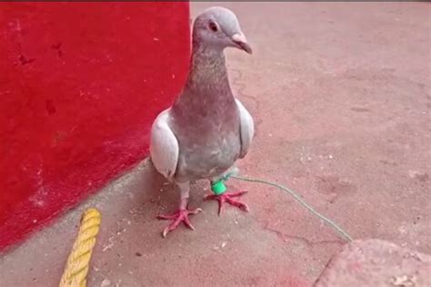 Odisha Suspected Spy Pigeon Fitted With Camera Caught By Paradip