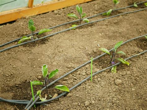 Seedling Eggplant Bloom Close Up Planting Solanum Melongena Blossom