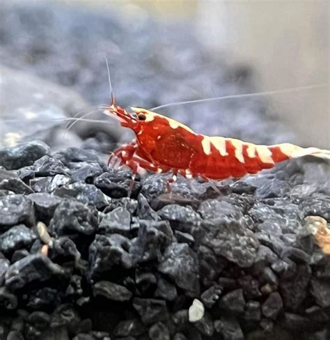 Help Sexing Rshrimptank