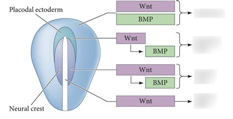 Neural Crest Specification Diagram Quizlet