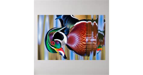 Wood Duck Large Poster Duck Hunting Poster Zazzle