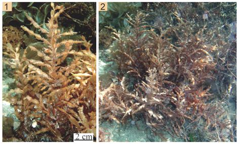 Hormophysa Cuneiformis