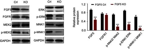 The Expression Levels Of Fgf5 Fgfr1 And Mapk Signaling Pathway