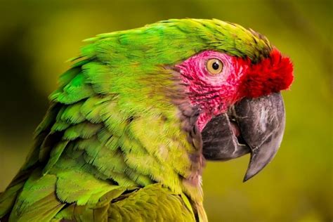 Birds Animals Parrot Closeup Green Beak Bird Macaw Fauna