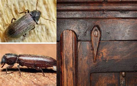 INSECTOS XILÓFAGOS DE LA MADERA Y CÓMO ACABAR CON ELLOS Manos a la Obra