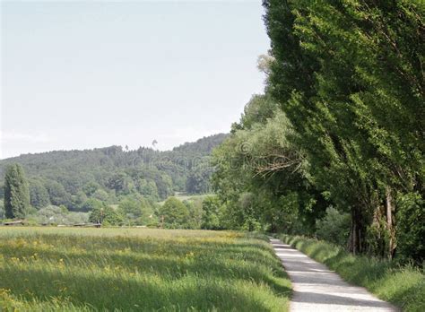 Trees At A River Shore Stock Photo Image Of Background