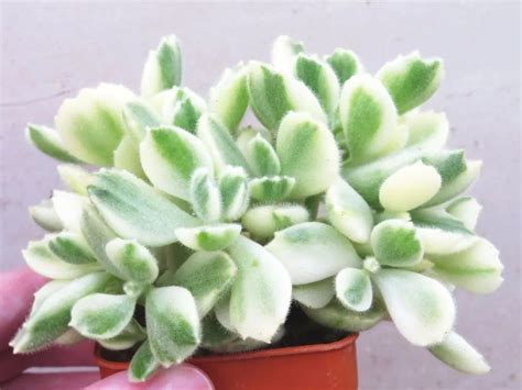 熊童子怕冷又怕热，夏秋季节叶子容易发黄干枯，为啥这么难养？环境