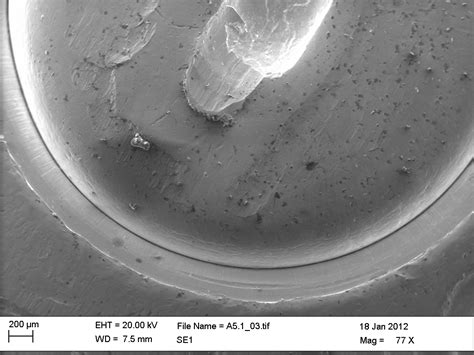 1248 Best Electron Microscope Images On Pholder Pics