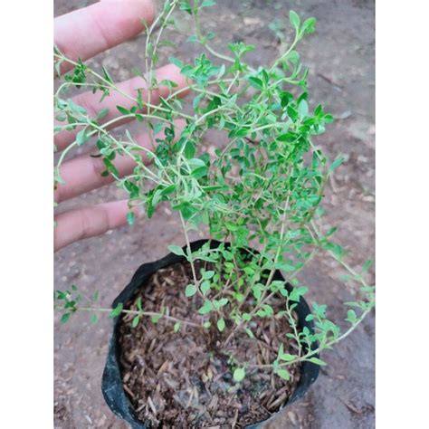 Harga Thyme Pot Terbaru Feb 2025 Biggo Indonesia
