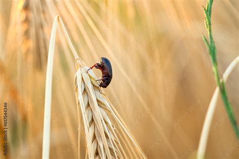 Alphitobius Diaperinus Beetle Insect On The Grain While Eating Grain