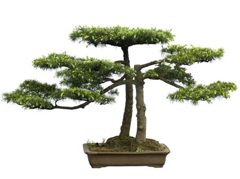 Growing And Caring For A Cedar Bonsai Tree Cedrus Libani Florgeous