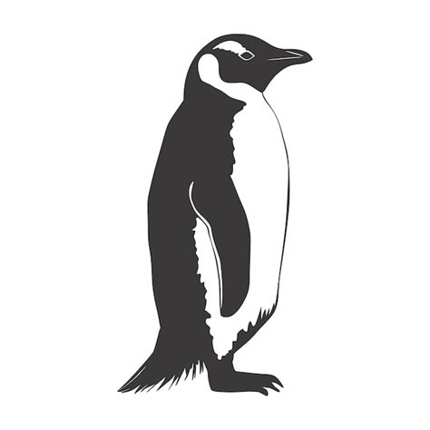 Jackass Penguin Vectors And Illustrations For Free Download Freepik