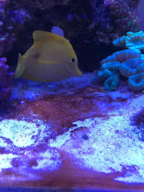 Dinoflagellates Reef Tank
