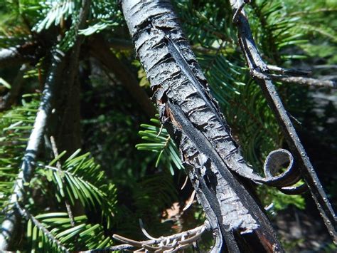 Wildlife Tracking Classes Cascadia Wild