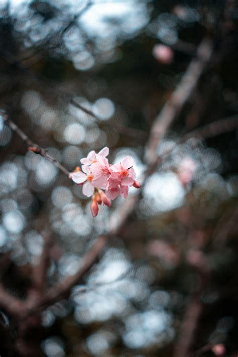 발렌타인 데이 플랫 레이와 정물 Unsplash