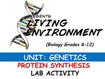 Lab Protein Synthesis Activity By The Curious Chemist TpT