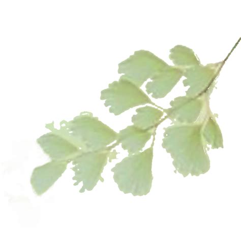 绿色莫兰迪色文艺小清新简约ins杂志浪漫春天立春春分清明踏青夏天节气文艺散文诗歌树叶模板 公众号模板 135编辑器
