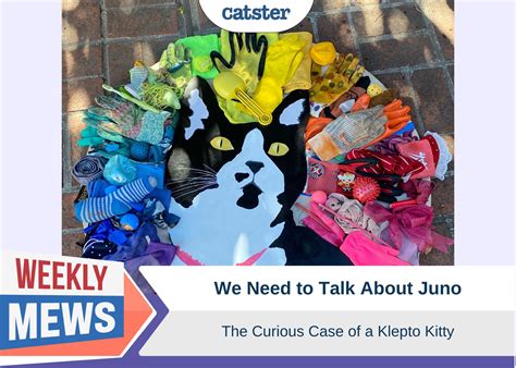 Can Cats Eat Sage Vet Reviewed Nutritional Facts And Faq Catster