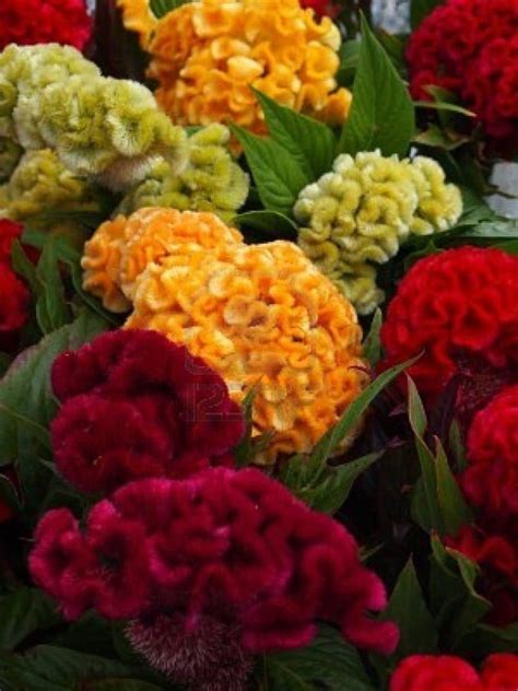 Cockscomb Coral Garden Mixed Sky Seeds