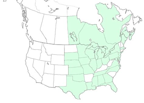 5 Types Of Cockroaches Found In Virginia Id Guide Bird Watching Hq