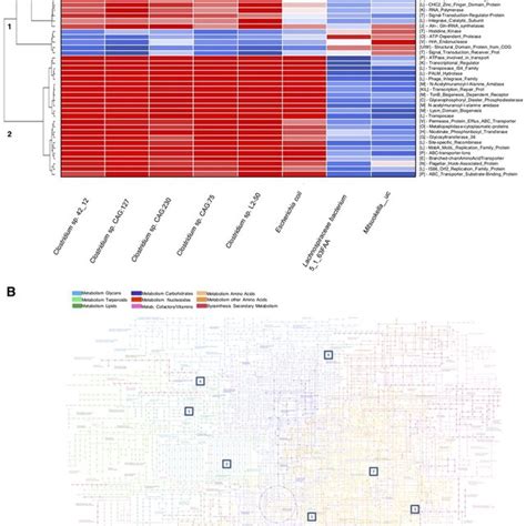 Spearman Correlation Analysis Of Microbiota Species And Metabolic