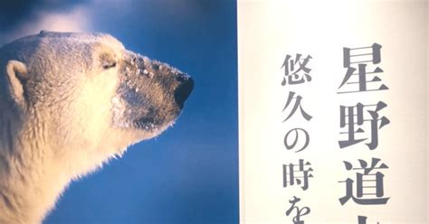 星野道夫 悠久の時を旅する｜ri