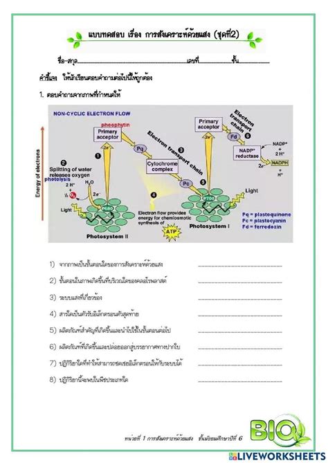 1128475 แบบทดสอบเรื่องการสังเคราะห์ด้วยแสง Juree