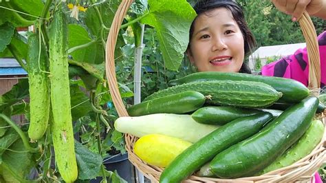 Thu HoẠch DƯa Leo HÀn QuỐc DƯa Leo TrẮngdƯa Leo NhẬt BÍ NgÒi TrÒn