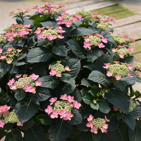 Tuff Stuff Red Hydrangea Indy Plants