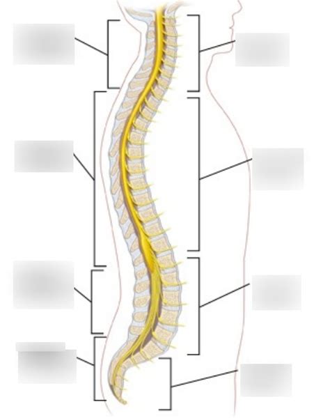 Spinal Cord Diagram Quizlet