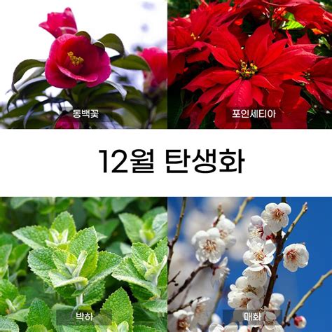 12월의 날짜별 일별 탄생화