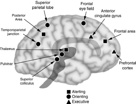 Figure 1 From Analyzing And Shaping Human Attentional Networks Semantic Scholar