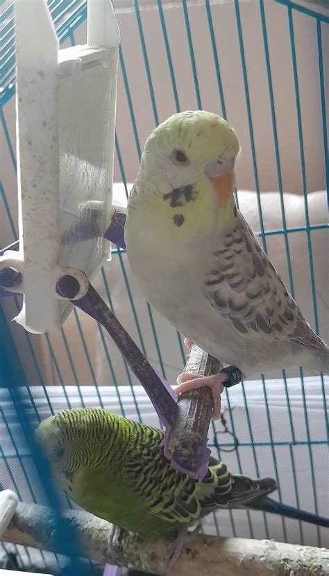 My Budgies Gender Talk Budgies Forums